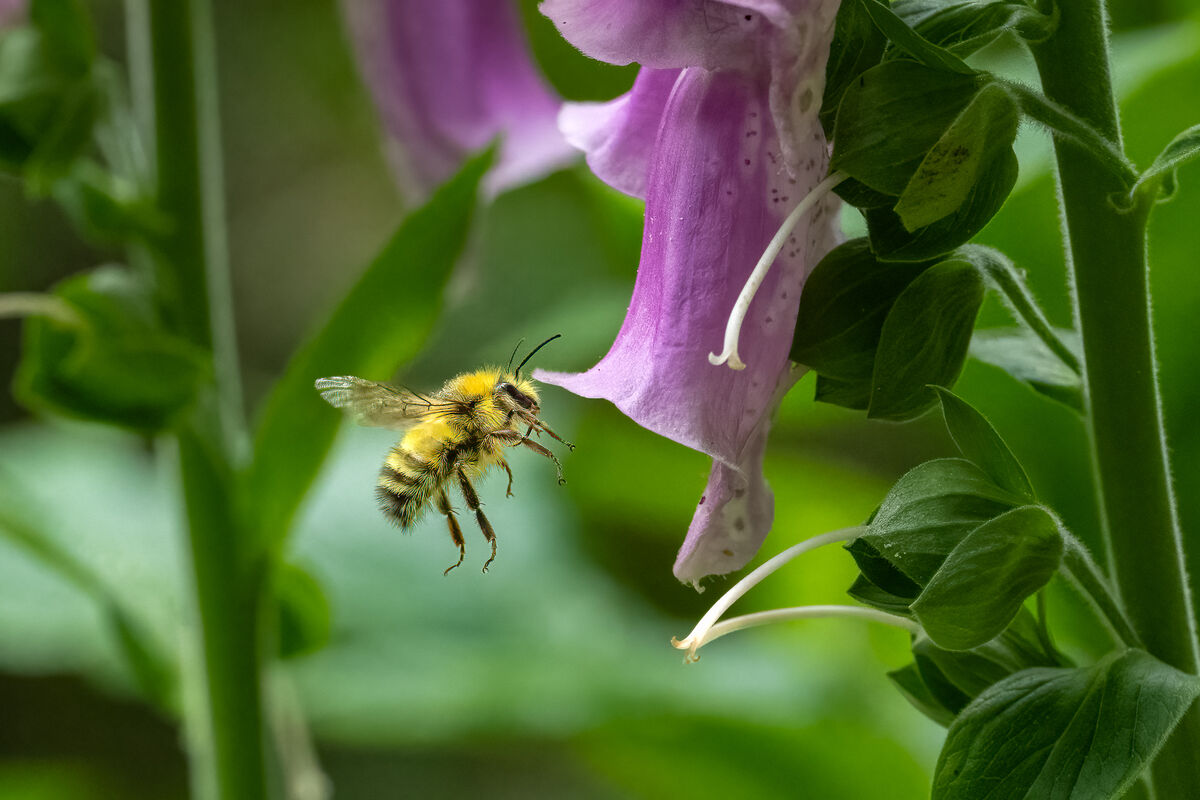 More Bees on Foxglove Our Yard 6-14-2025 Luv Me Sum Bees! Noted some ...