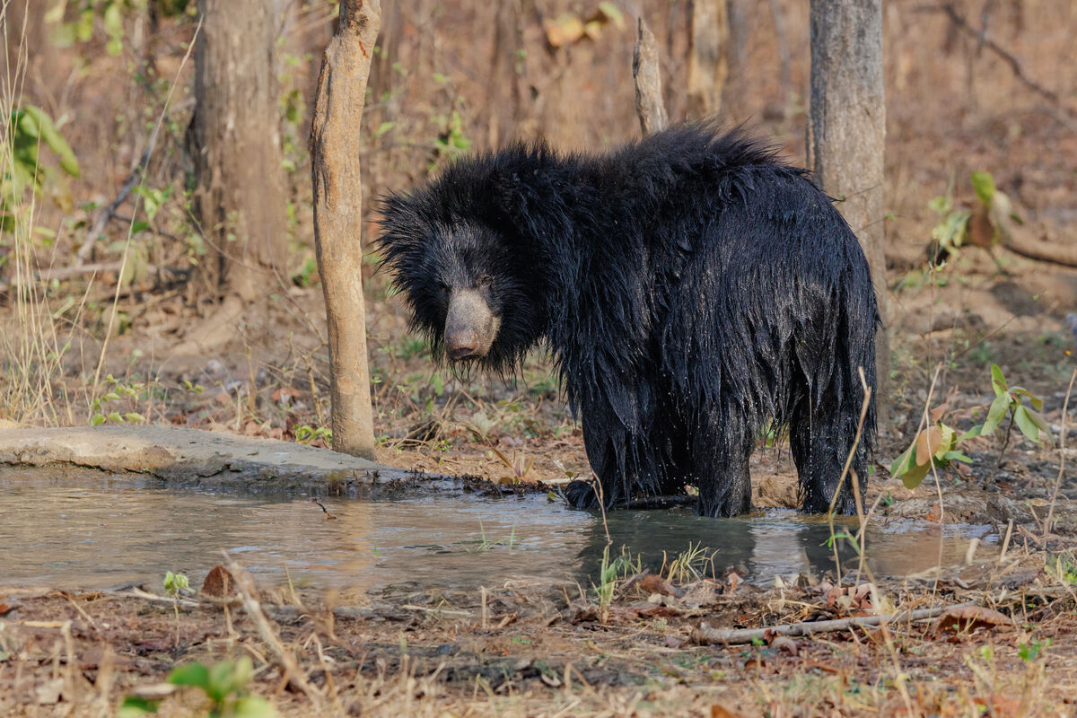 A Sloth bear and friends: The sloth bear (Melursus ursinus), also known ...