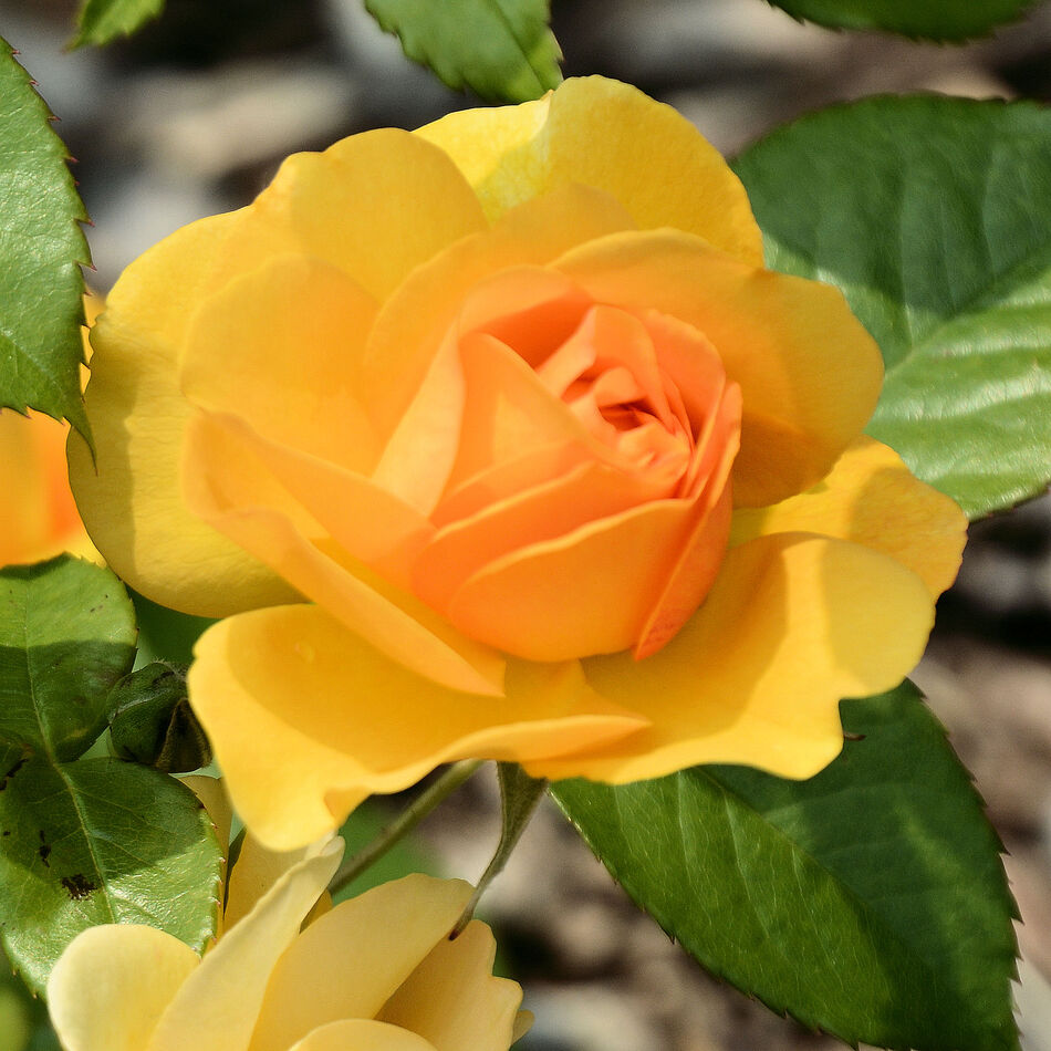 For AzPicLady: Different Colored Roses Than Pink: Special order. At ...