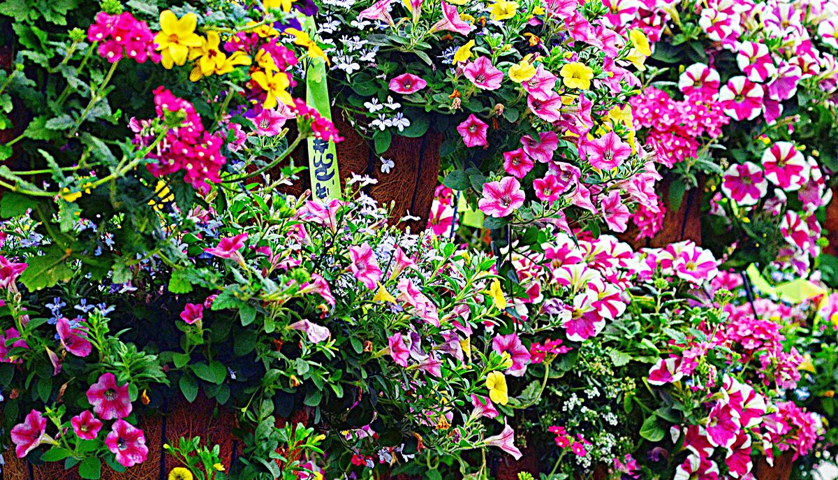 AFrom a Most Awesome Garden Center: Sawyer, Michigan! Loaded with the ...