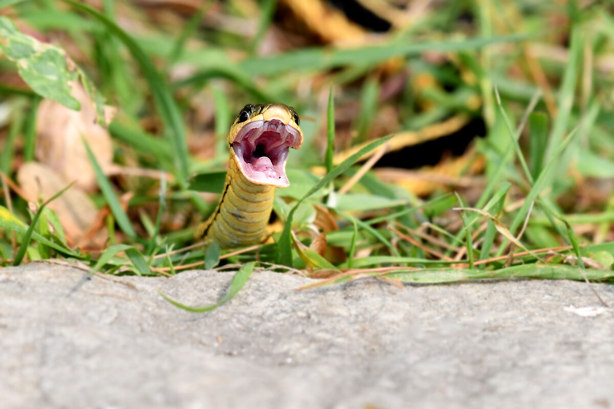 Garter Snake has mis-aligned jaw: This is a wild garter sunning itself ...