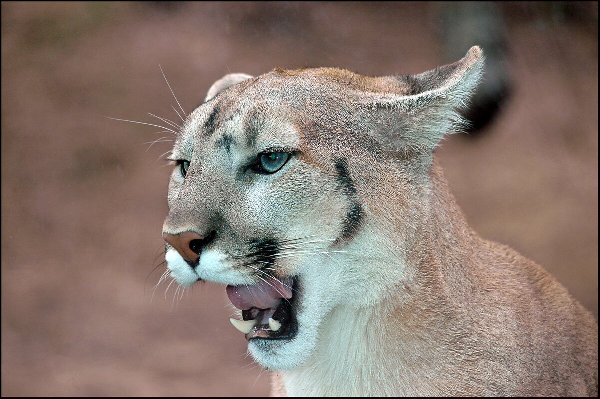 From the way back folder: Philadelphia Zoo, April 4, 2007. D70S ...