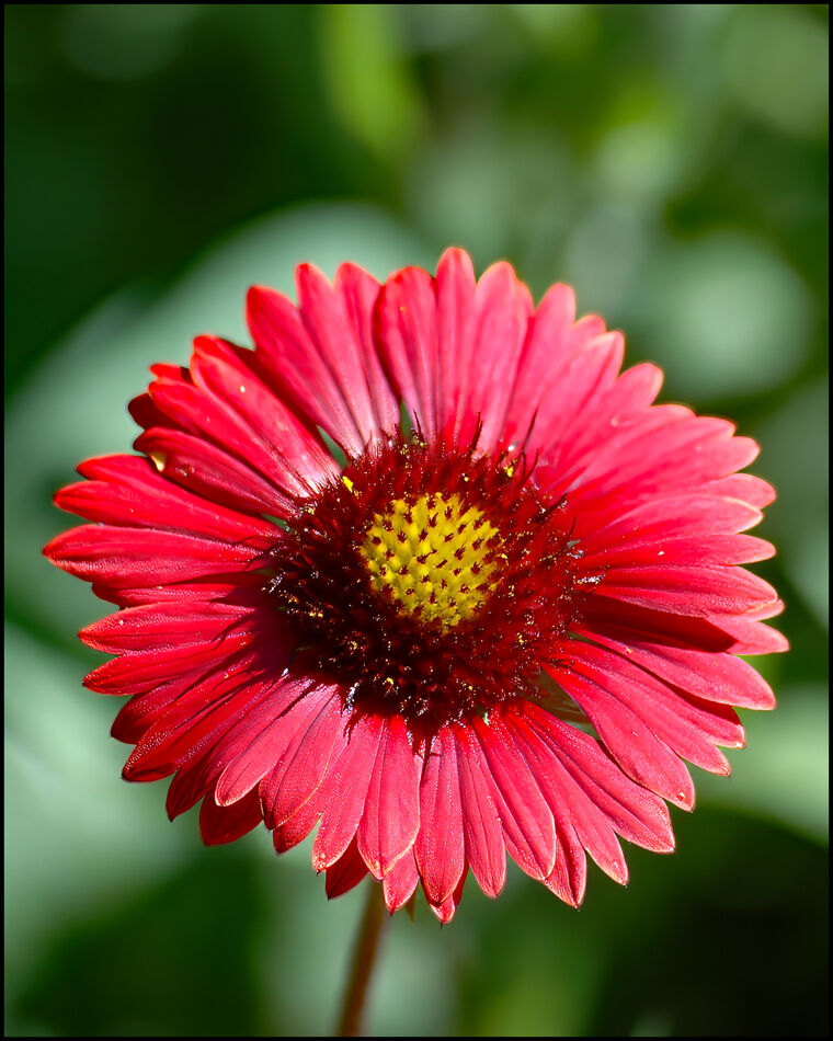 More from the Way Back Folder: Morris Arboretum July 1, 2007. First time the garden railroad was ...