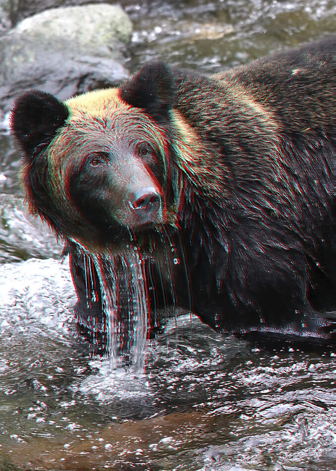 3D - The Fishing was Good: ** It was the Catching that was bad. Anaglyphic Glasses are required ...