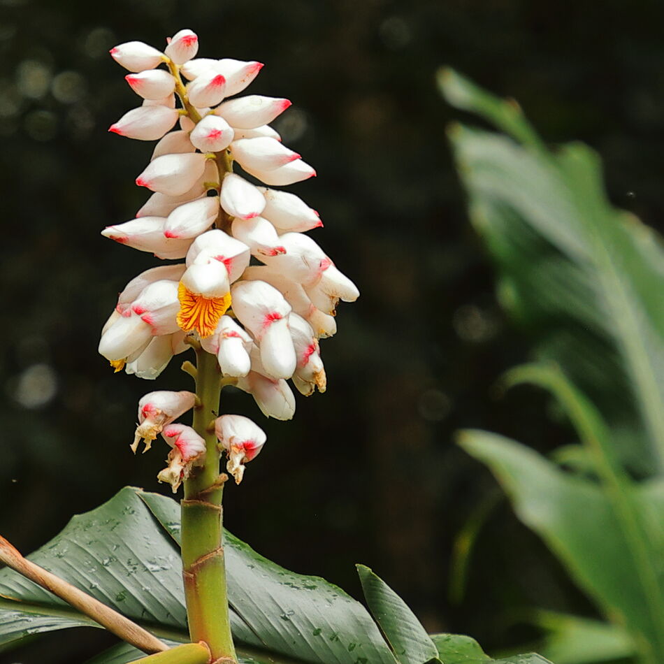 Shell Ginger Flower Hawaii: Shell Ginger Flower Hawaii...