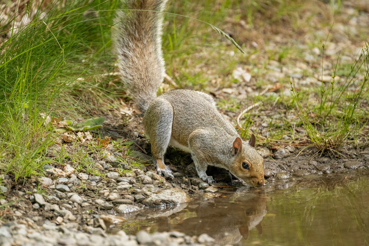 Squirrels, Squirrels-Our Yard June 2025: A few shots of the squirrels ...