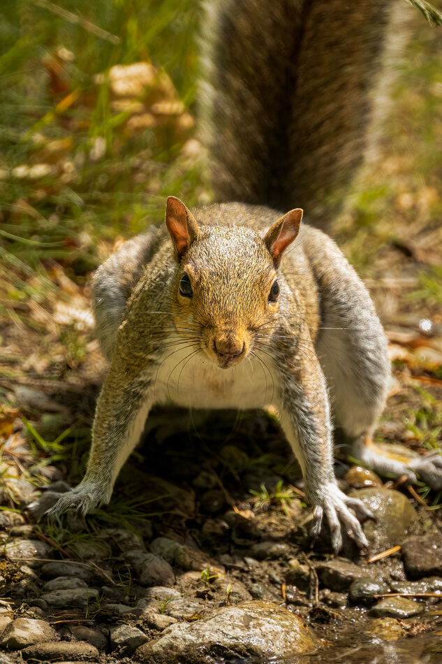 Squirrels, Squirrels-Our Yard June 2025: A few shots of the squirrels ...