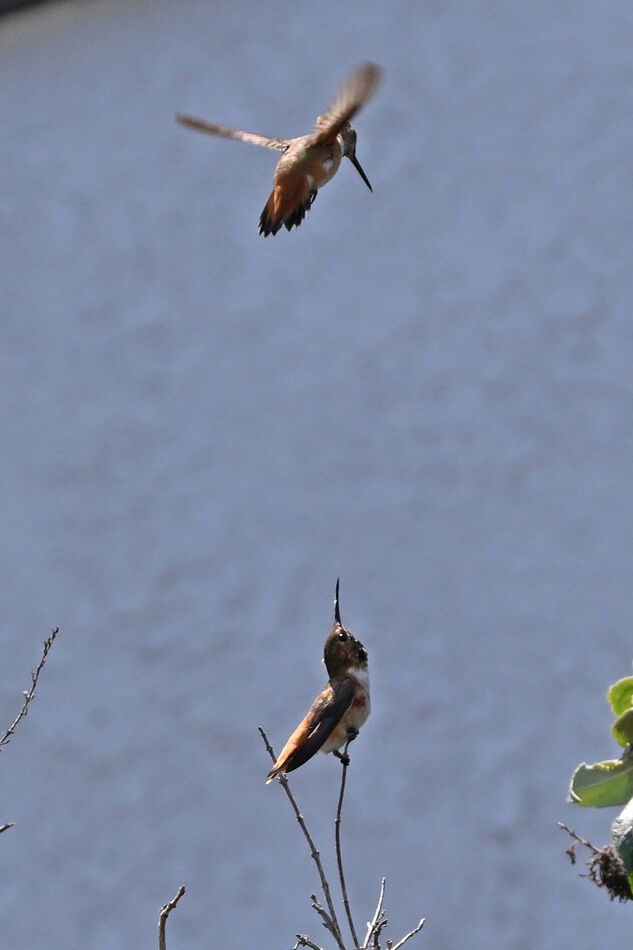 Hummingbirds playing: Don't know if this is some sort of mating ritual ...