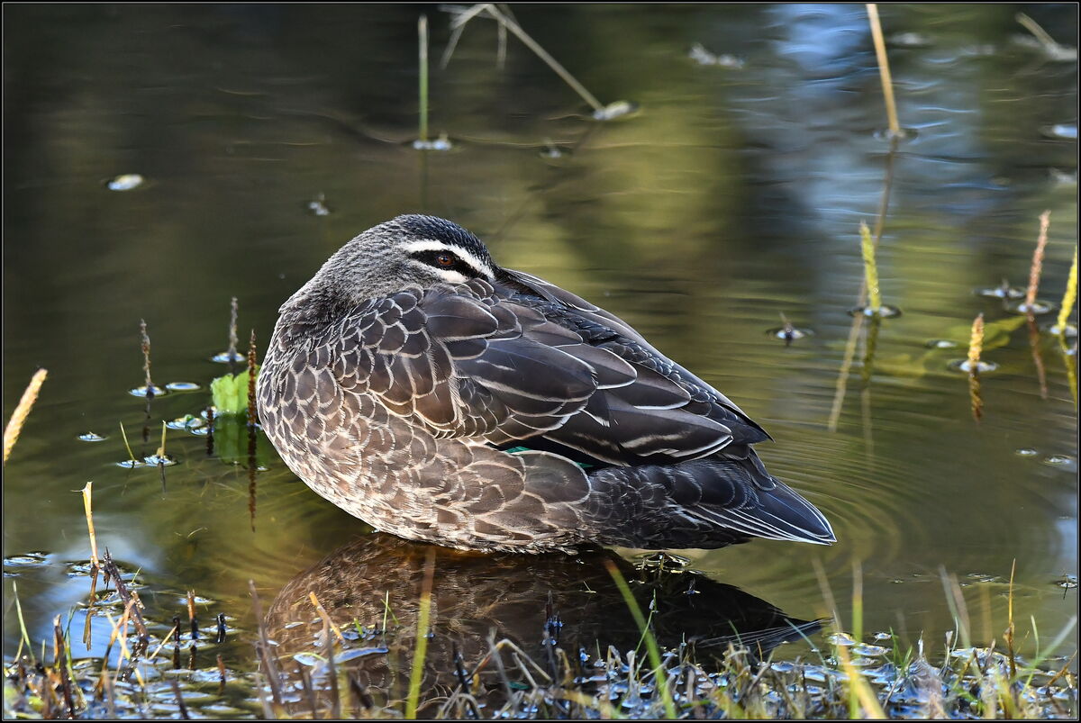 Dozing Duck: They might look like they're off with the fairies but they ...