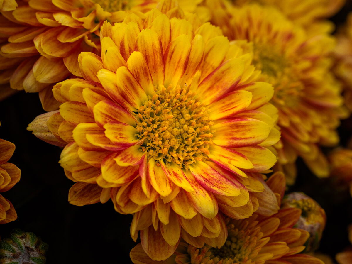 A Few Flowers: Taken with an Olympus OM-D EM1 Mark II, 60mm f/2.8 macro ...