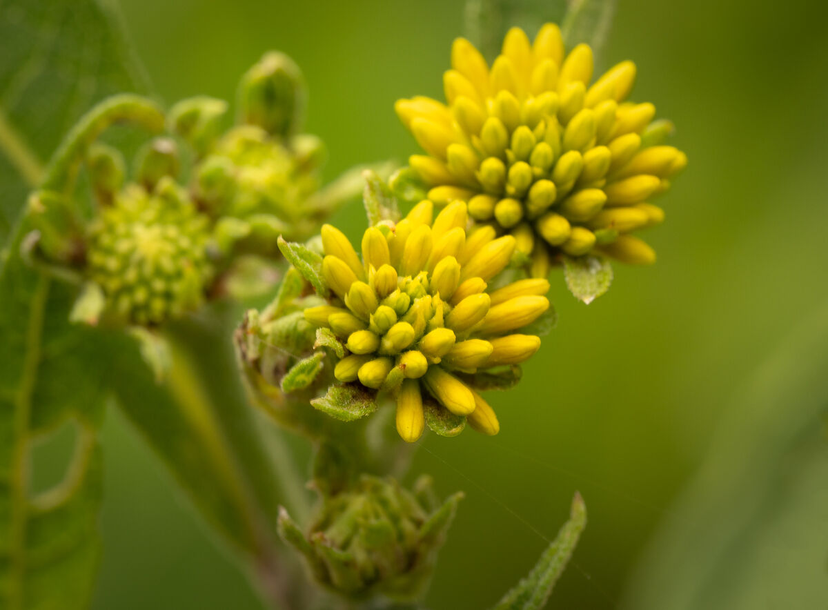 A Few Flowers: Taken with an Olympus OM-D EM1 Mark II, 60mm f/2.8 macro ...