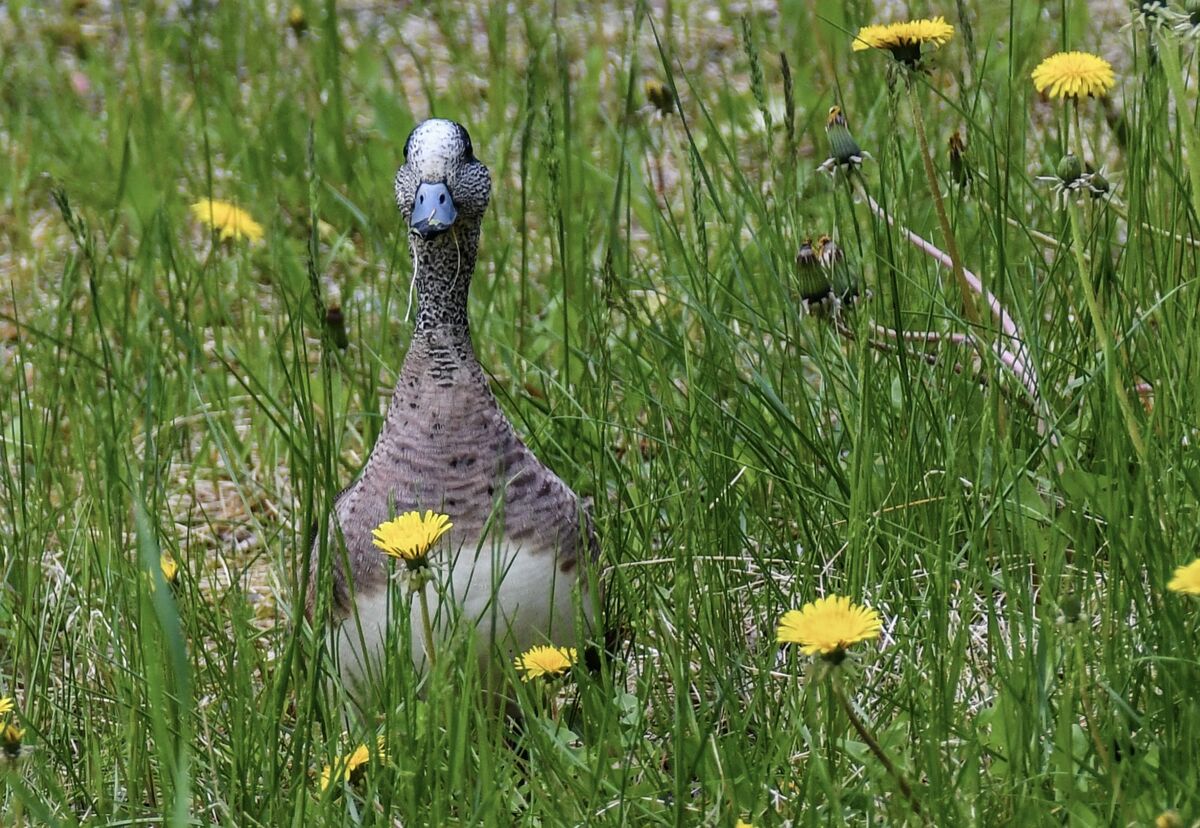 Water Fowl: At the Alaska Native Heritage Center in Anchorage.