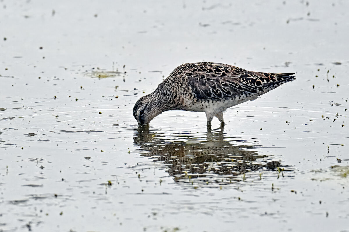 Short-billed dowitcher, Willet and sandpiper posse - HBSP, SC: April ...