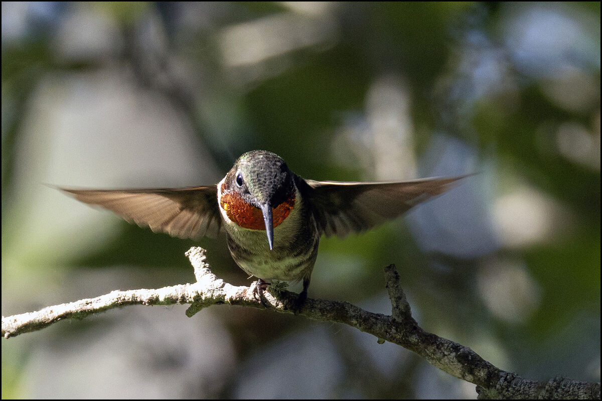 Hummingbirds Ruby-Throated: The first image looks as though he was ...