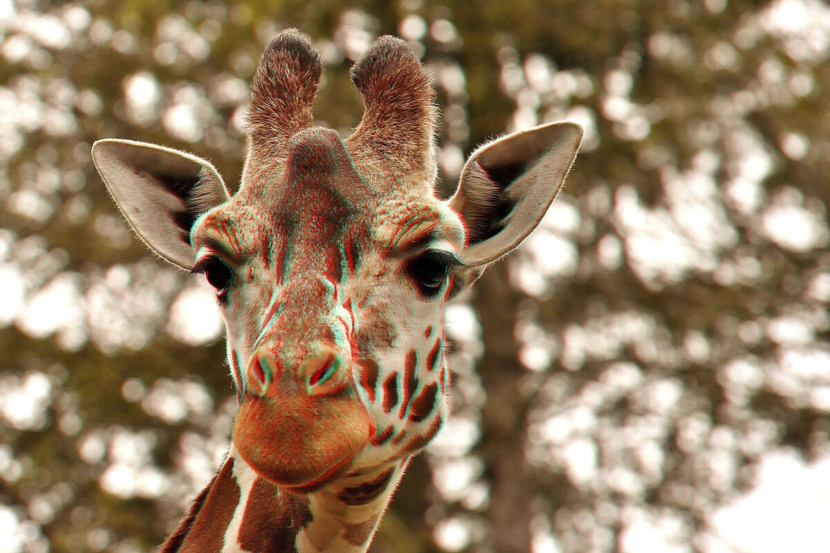 3D - Giraffe: Anaglyphic glasses are required to view in 3D. Picture Credit: Alexas on Pixabay ...