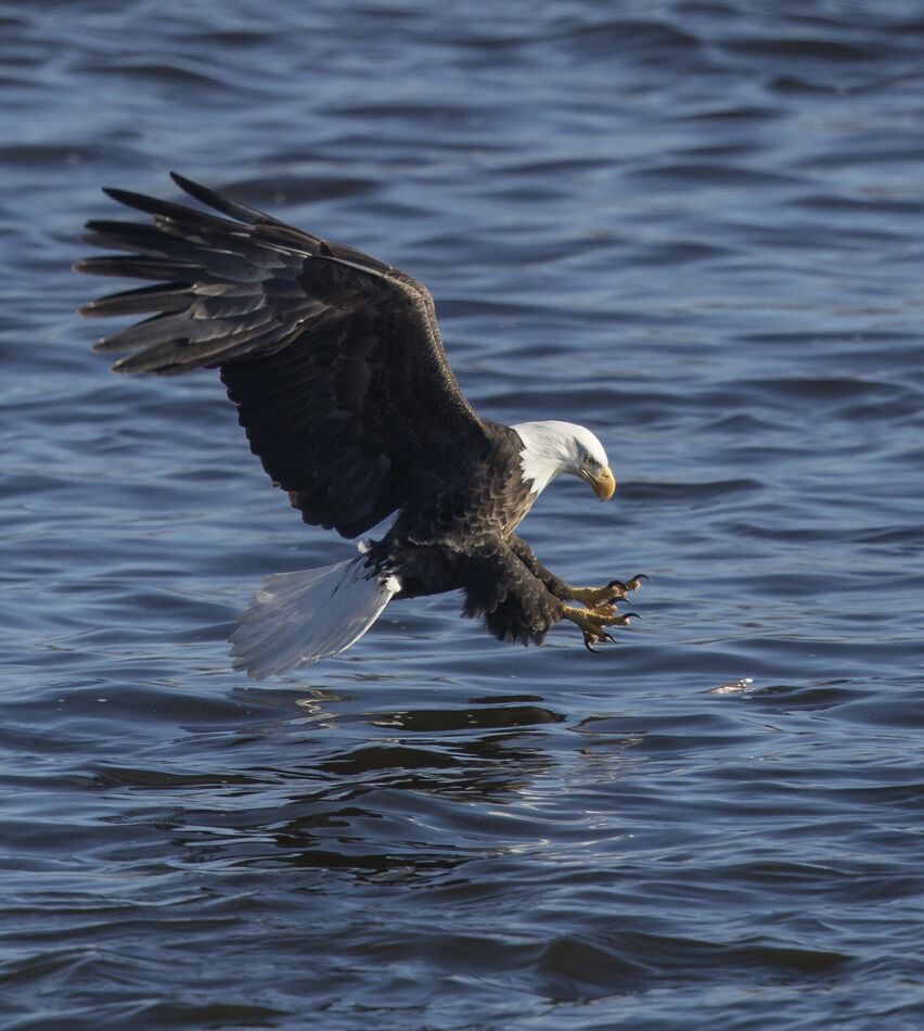 Eagle checking his catch: This bald eagle, after catching a huge fish, checks on his catch not ...