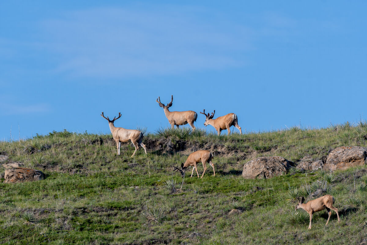 Muke Deer on the ranch: Went for a drive the other morning on the ranch ...