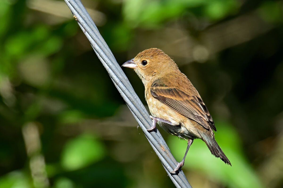 Ms. and Mr. Indigo bunting - perch versus light quality: Bynum bridge ...