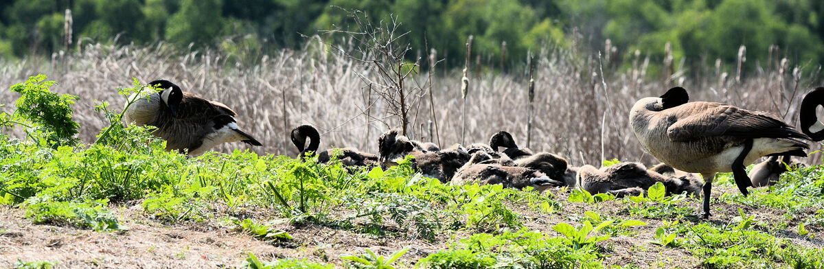 Kingsbury: Large Goose Family Gaggling: The goslings are really coming ...