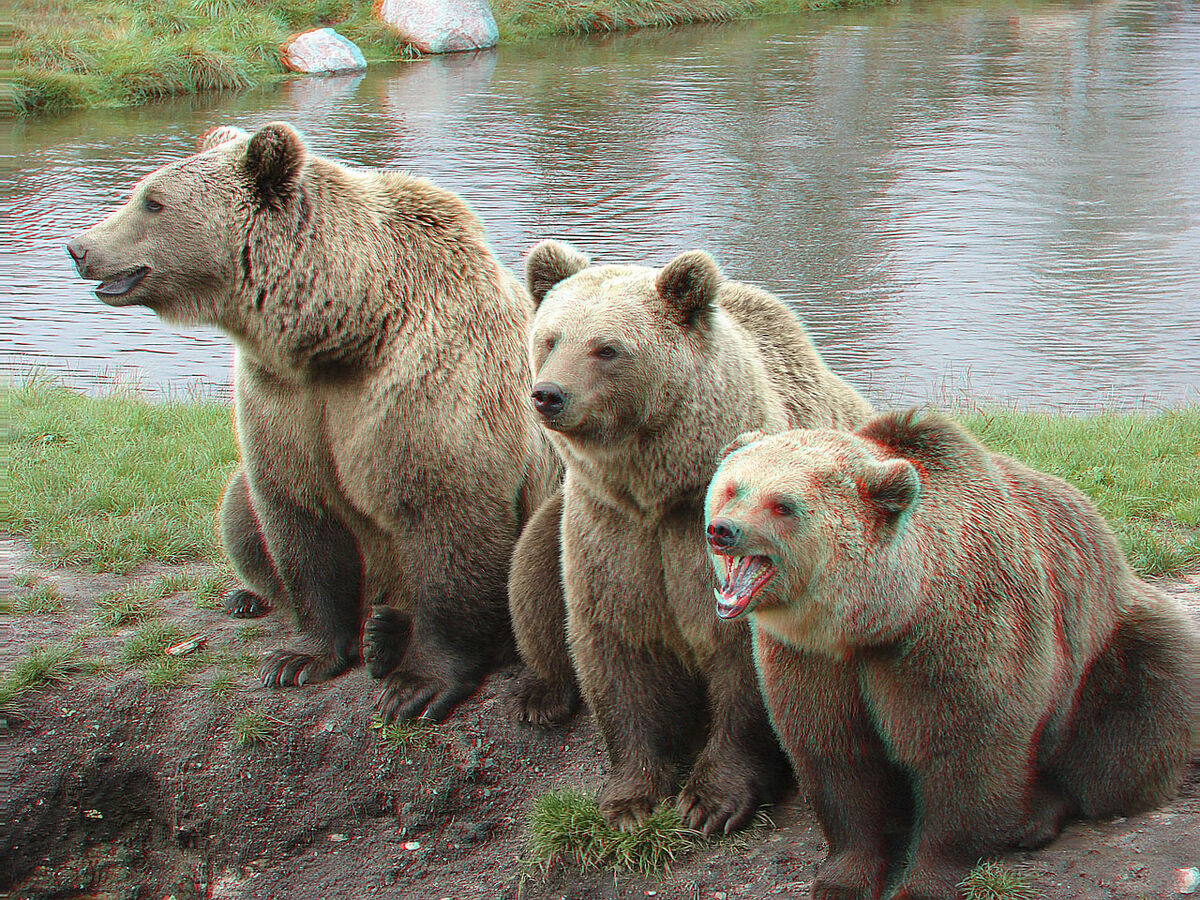 3D - Papa Bear, Momma Bear and .... Anaglyphic glasses are required to view it in 3D. Picture ...