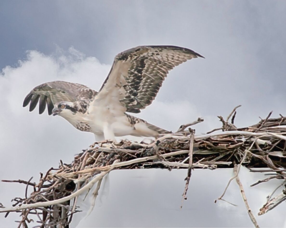 Osprey ready to launch: Osprey getting ready to leave his nest.