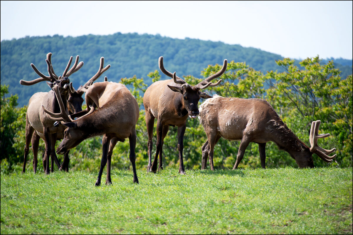 Lake Tobias Wildlife Park III: Additional photos from last weekend's excursion to Halifax, PA.