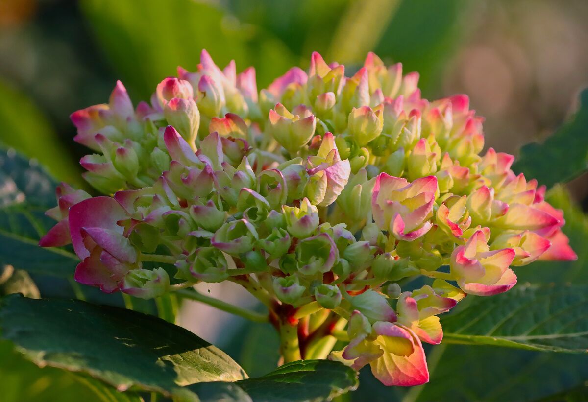 My next flower challenge: Sadly, I no longer have the flowers to ...