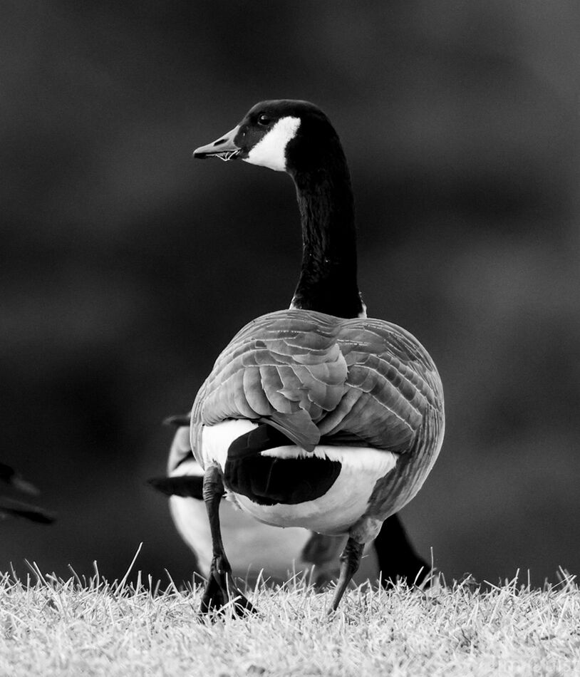 Canadian Goose: Canadian Goose Canon 1dx3, Canon 500 f4, Canon 2x...