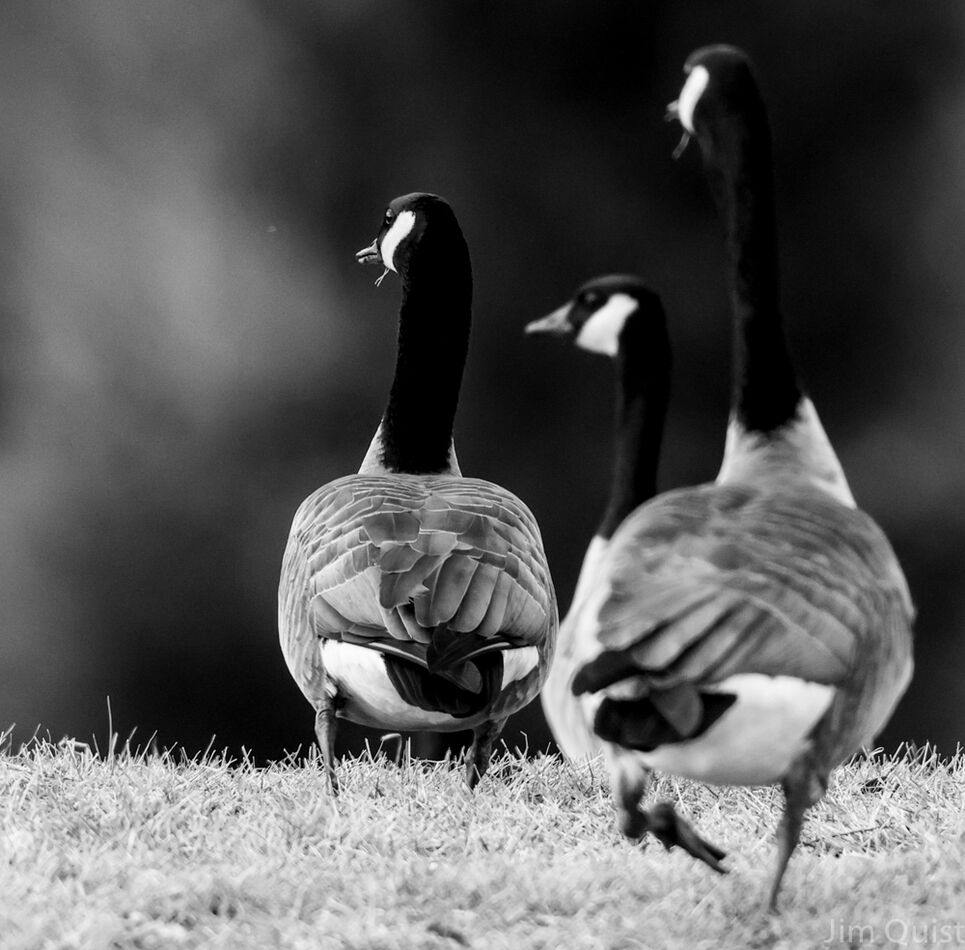 Canadian Geese: Canadian Geese Canon 1dx3, Canon 500 f4, Canon 2x I ...