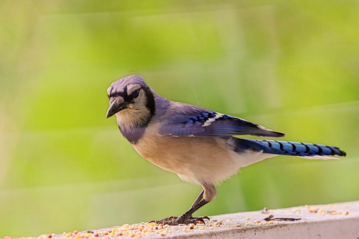 A Blue Jay comes for a visit: It appears the Blue Jays have found my ...