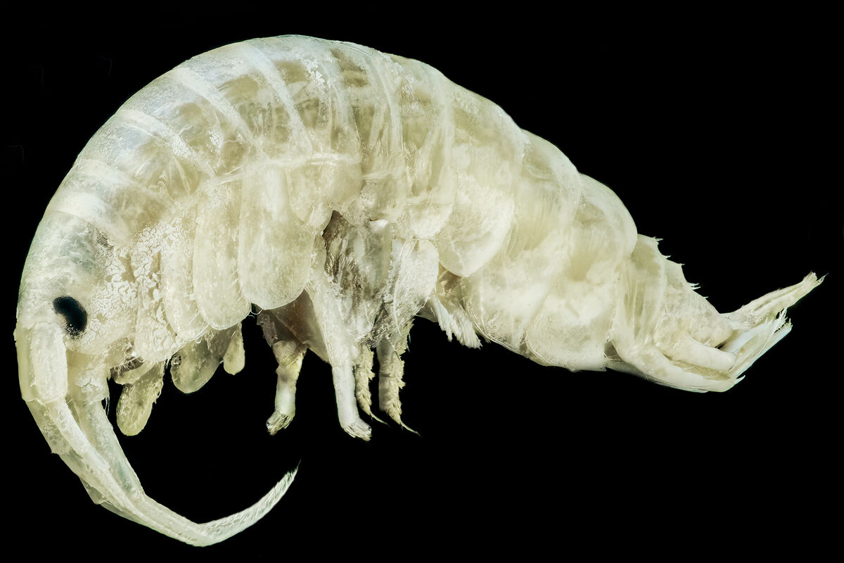 Freshwater Amphipod: This is a focused stacked image of a freshwater ...