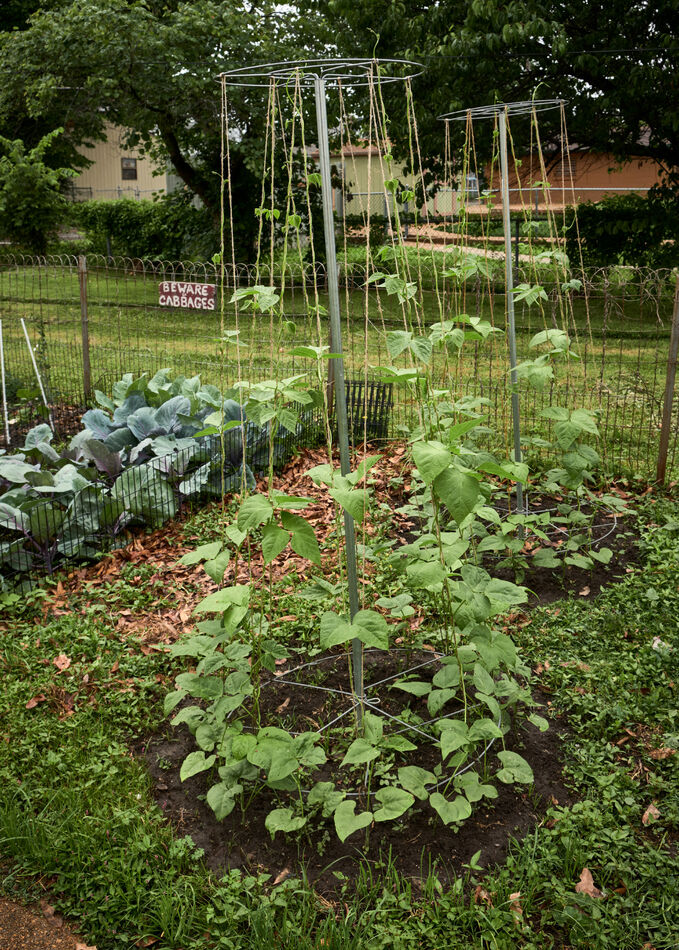 Garden Tour -- Veggies: It's been raining so between showers I grabbed ...