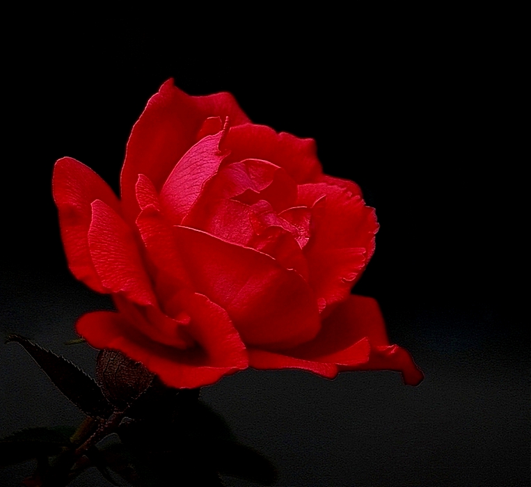 "Rosa × Odorata (Andrews) Sweet Tea Rose.": Lens: Canon EF-S 55-250mm ...