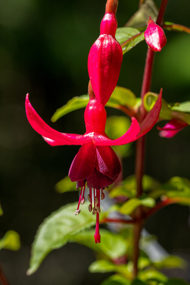 Fuchsia Our Yard 6-7-2025: All three shots were made viewing the same ...