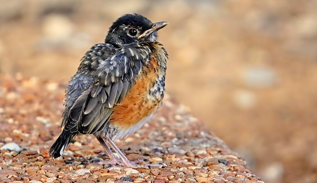 A pretty little baby Robin: While going to work with my guys at a ...