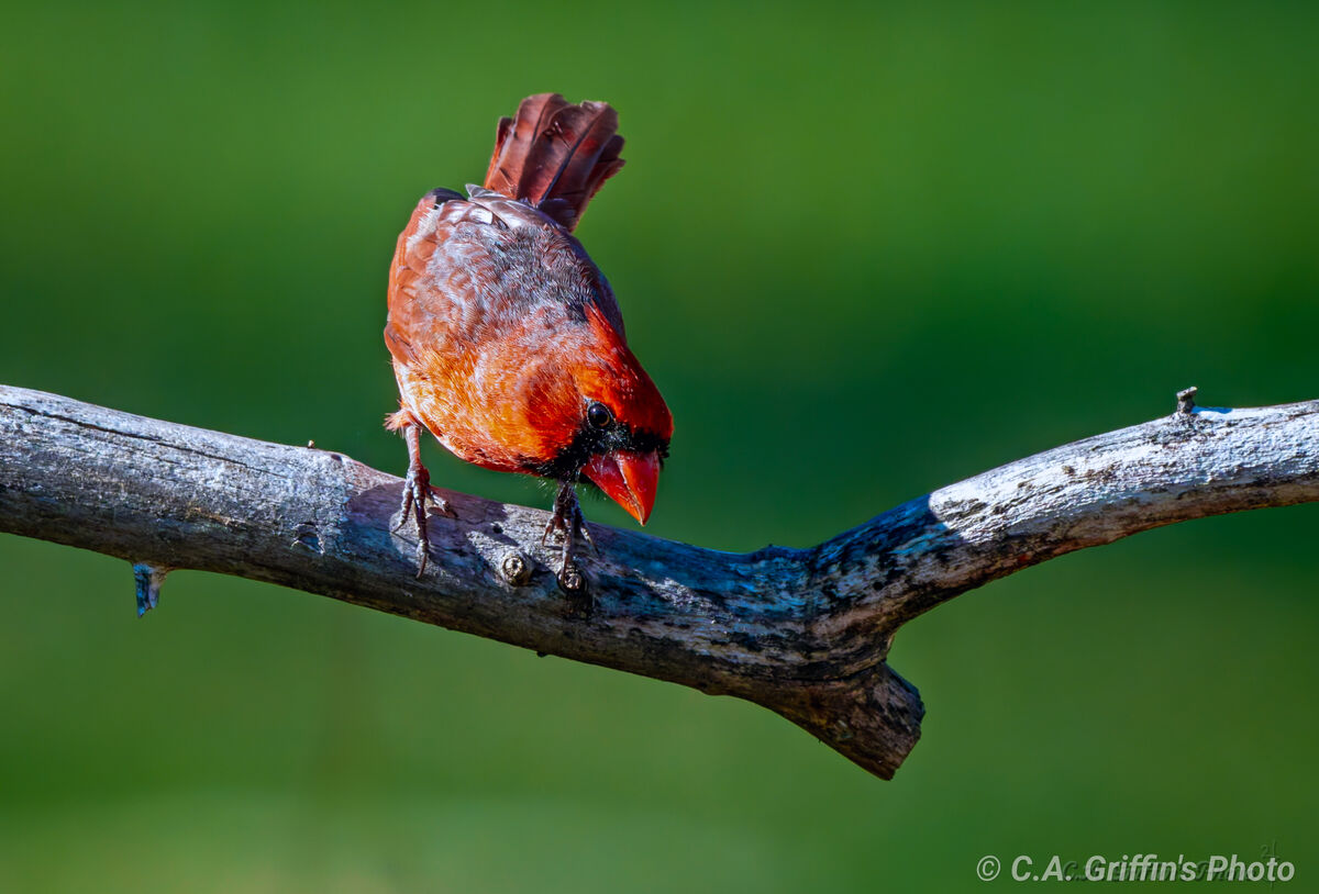 Cardinal Ready To Eat: I love cardinals. This one was on a perch I made ...
