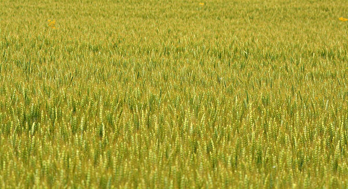 Wheat Crops and Light: I love how the wheat looks this time of year at ...