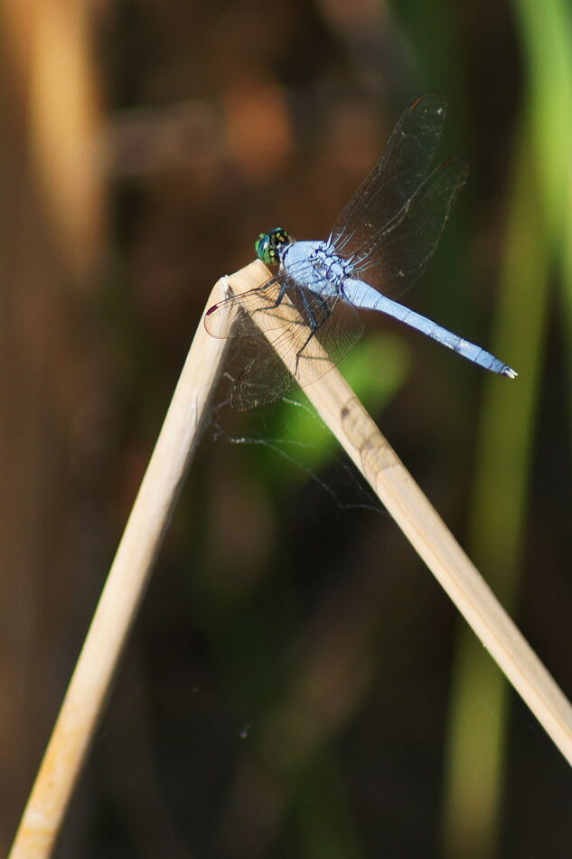 Flying Critters: Just a few flying critters ending with making whoopie.