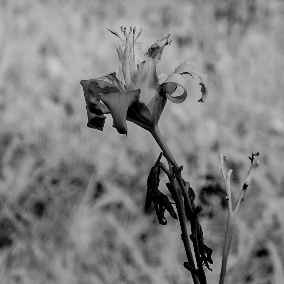 Day lily follow up: This image was supposed to be posted as an edit to the Hot out of the Lily ...