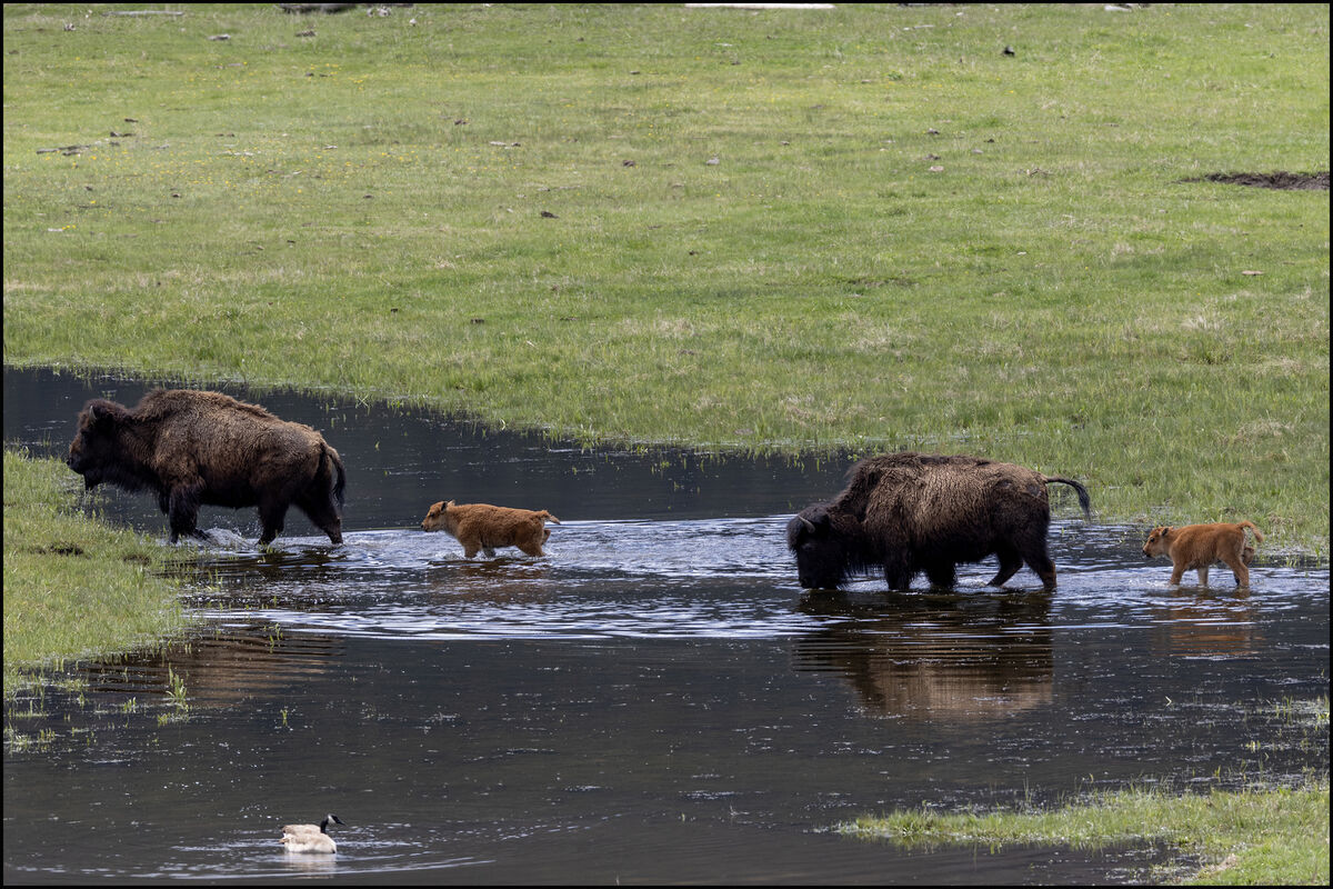 Bison Calves: Spring in Yellowstone is a time for renewal and ...