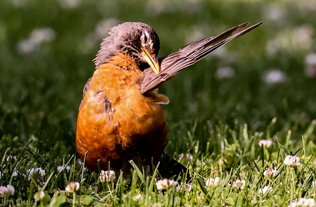 Robin Grooming Itself: Robin Grooming Itself Canon 1DX3, Canon 500 f4...