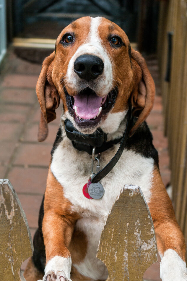 A Photographic Chronology of My Pets (Continued) 1994 - 2025: A ...