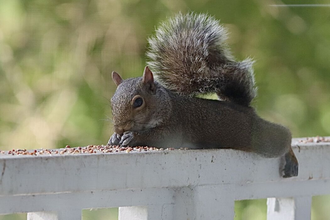 A squirrel chilling out on the railing: As I looked out the door I ...