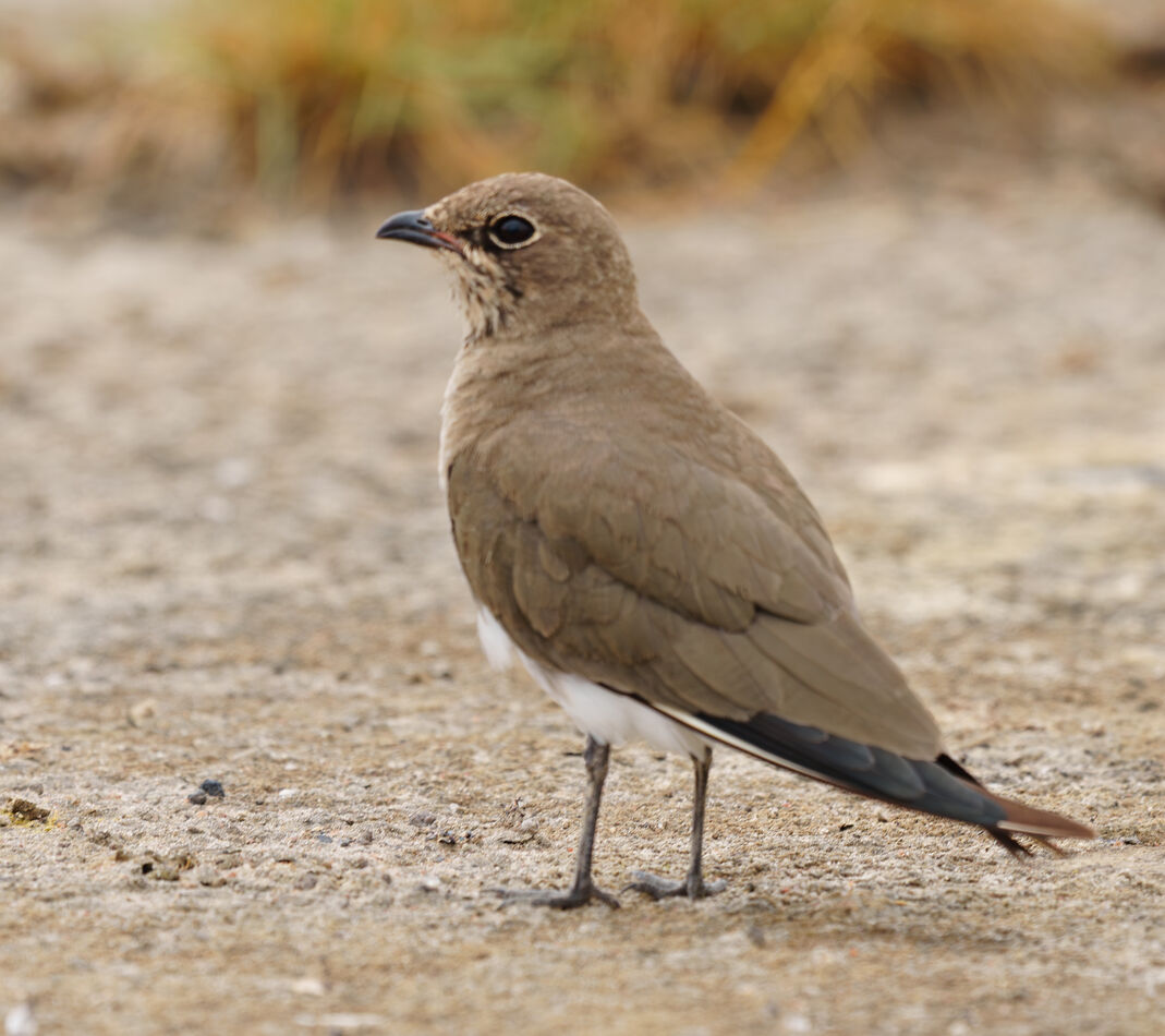 Serengeti birds - 15: During our tracking of lions, I noticed these ...