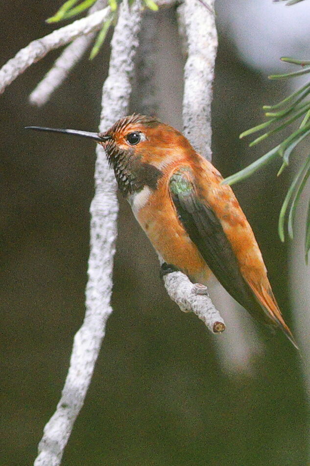 Is this a Allen Hummingbird NM ? Hummingbird NM...