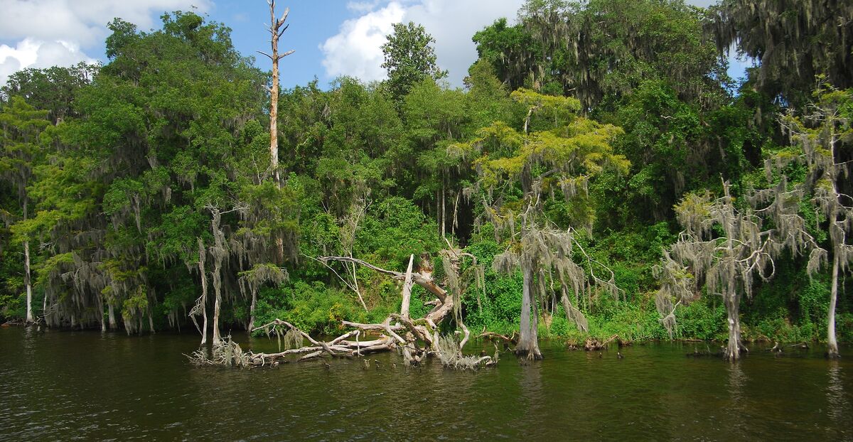 Another " Old Florida " look along the St. Johns River: There's no ...