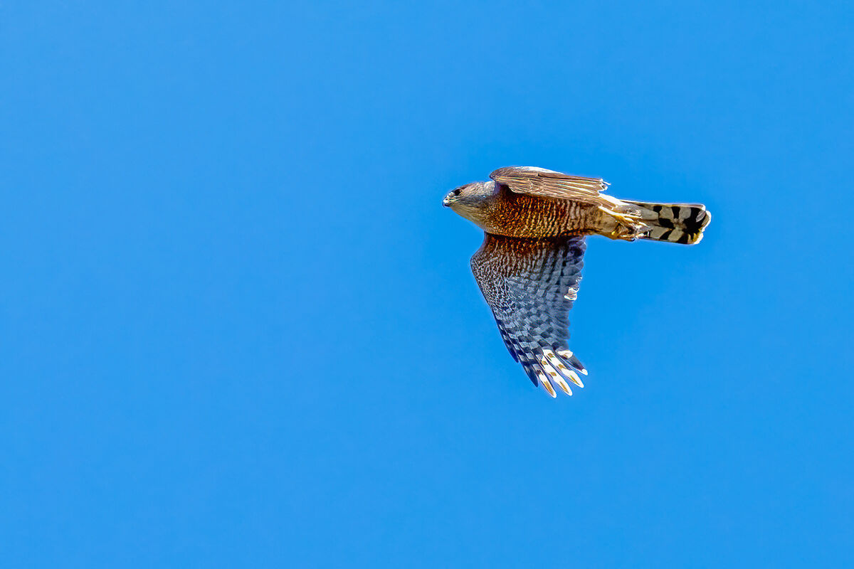 Cooper's Hawk Our Yard 7-15-2025: Noticed a Hawk chasing the Swallows ...