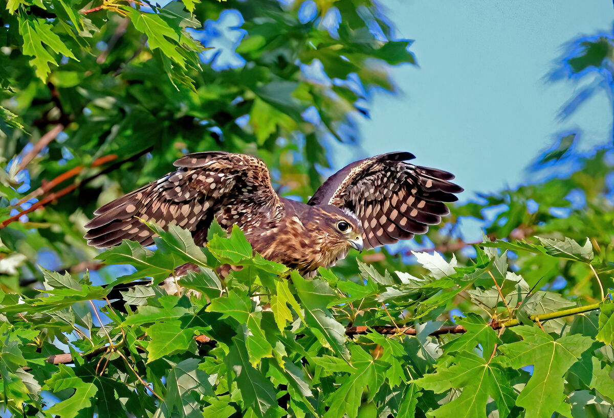 Merlin first day out of the nest: I have been following the events at a ...