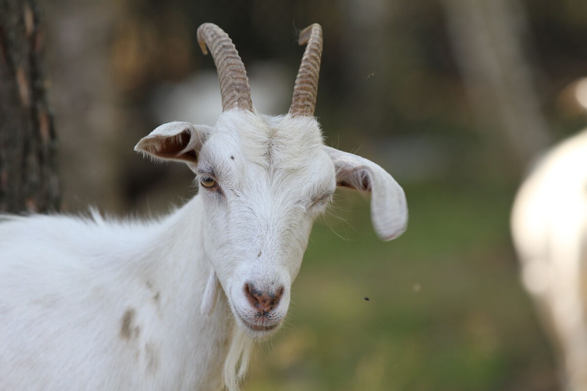Caught a Wink! Snapped this photo of a goat recently, and it almost ...