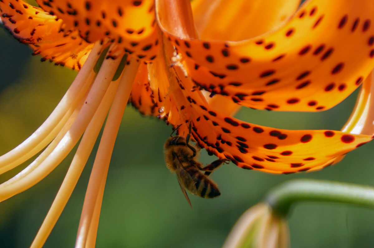 Turks Cap: And a honey bee. Turks Cap is a type of Tiger Lilly. I ...